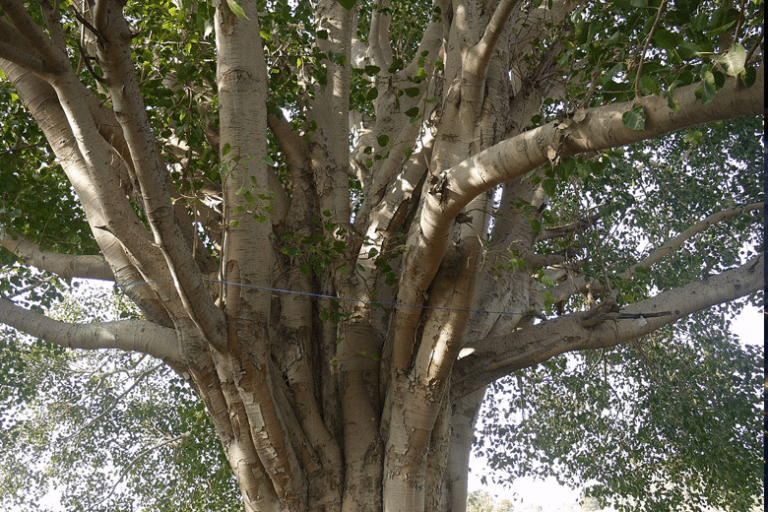 El ashvattha, el árbol sagrado de la India - Revista Esfinge